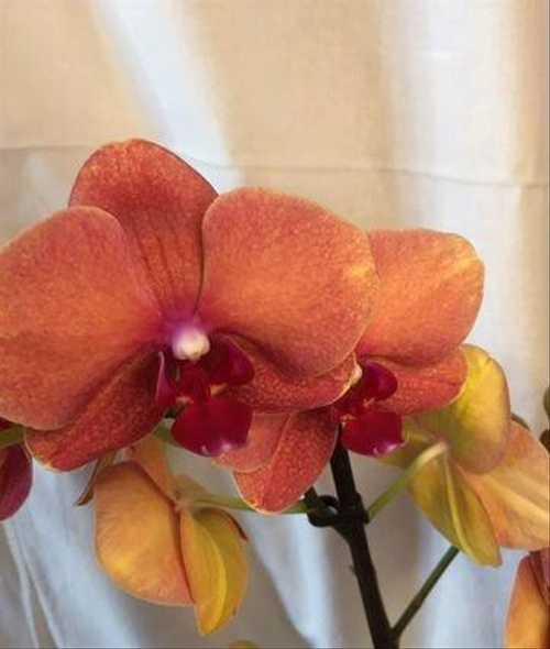 Орхидея фаленопсис Сурф Сонг