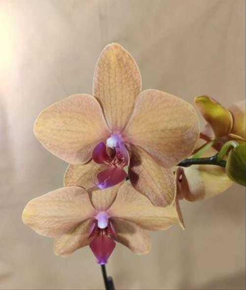 Домашняя цветущая орхидея фаленопсис Surf Song