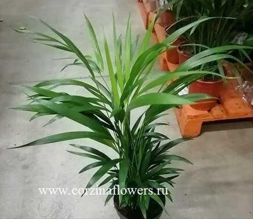 Арека Хризалидокарпус 60-70 см пальма KR296