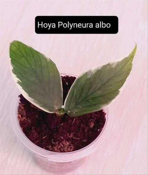 Хойя Polyneura albo