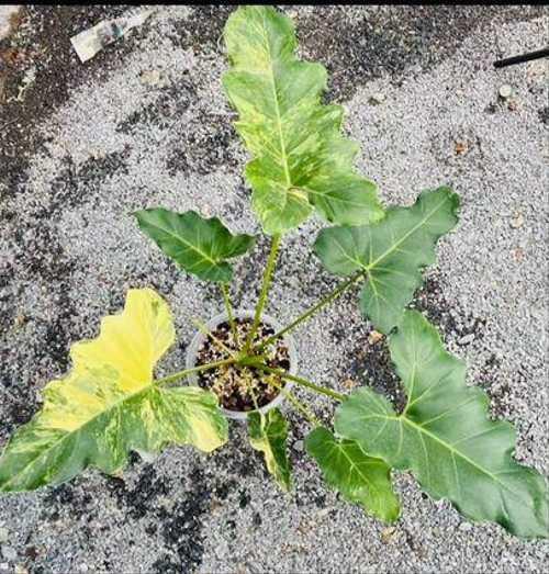 Филодендрон Вильямси вар.(Philodendron williamsii)