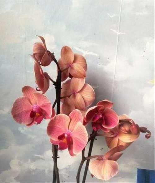 Орхидея фаленопсис цвет коралловый цветёт сейчас