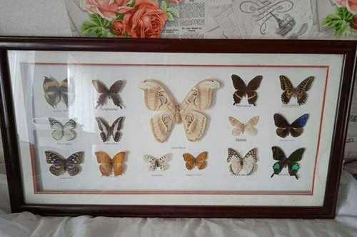 Картины бабочки гербарий
