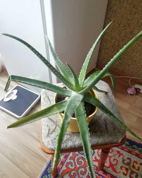 Суккулент Aloe aristata