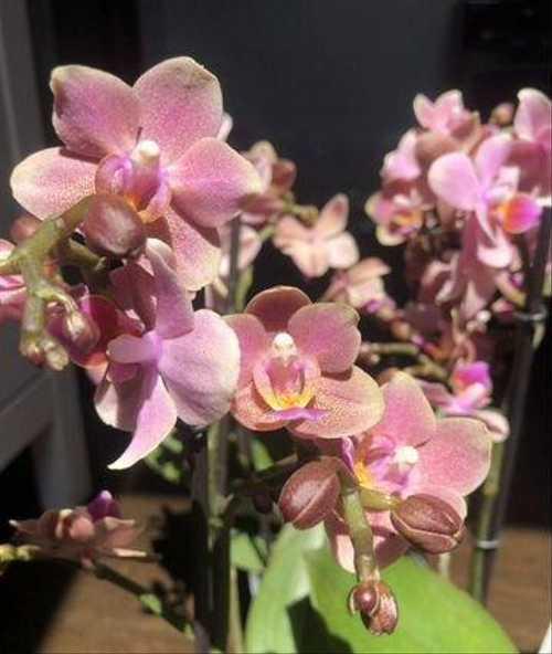Орхидея мультифлора, парфюмерная фабрика