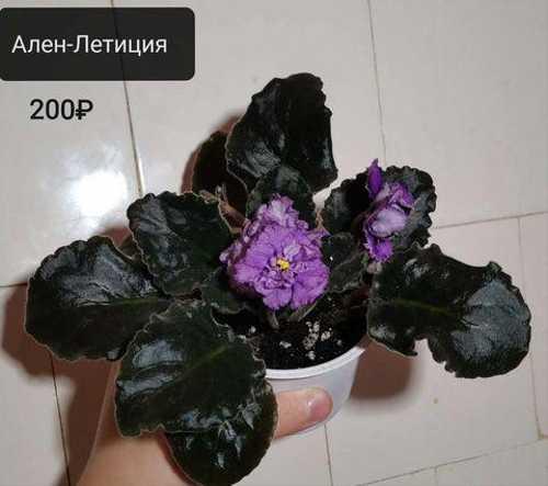 Цветущие фиалки