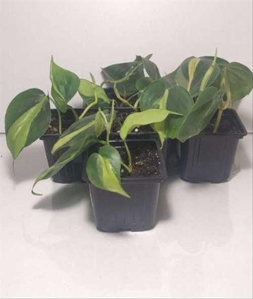 Филодендрон scandens brasil (бразил)