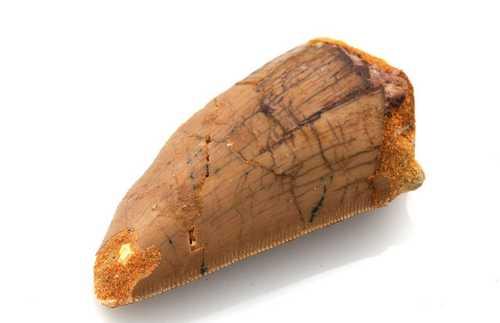 Окаменелость,зуб динозавра