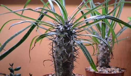 Pachypodium Lamerei (Пахиподиум Ламера) (SCT28346)