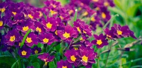 Примула с фиолетовыми цветками, с ярко-желтой сере