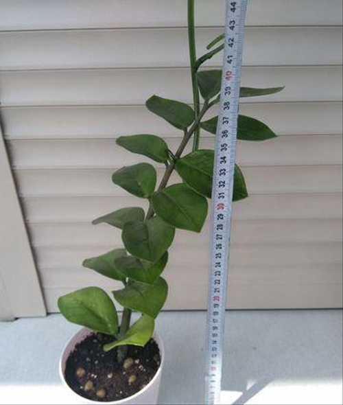 Замиокулькас Zamioculcas в кашпо (40 см)