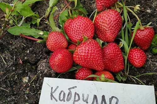 Семена клубники постоянного плодоношения