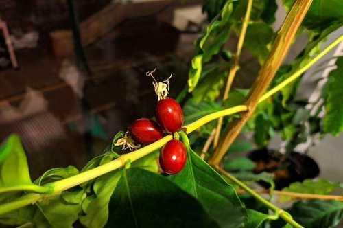 Кофе арабика, свежие ягоды (семена)