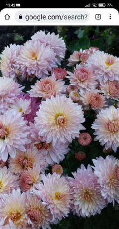 Хризантема корейская Мадам Шер (черенки)