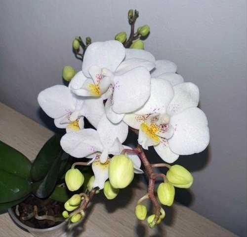 Орхидея фаленопсис миа