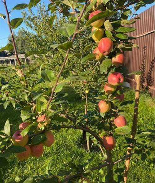 Саженцы яблони на осень 2021 однолетние