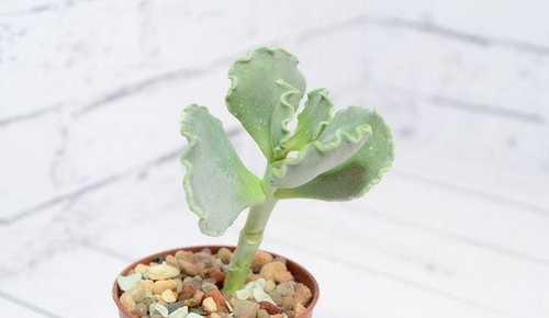 Cotyledon Undulata (Котиледон) (SCT28675)