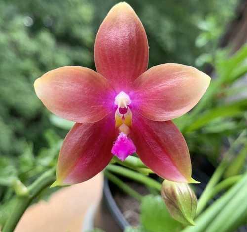Орхидея фаленопсис KS Happy Eagle x tetraspis C-1
