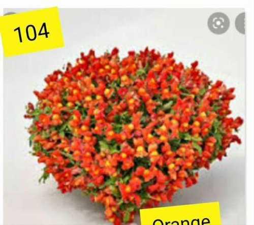 Ампельный львинный зев