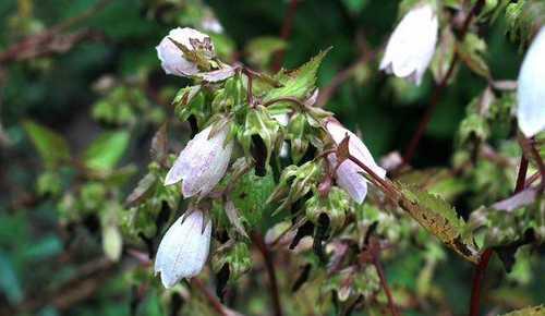 Многолетник Колокольчик Такесима Малиновый звон