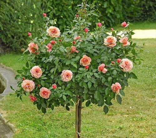 Роза 'marie curie' (C10)