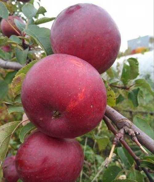 Саженцы яблони сорт Лобо (трехлетки)