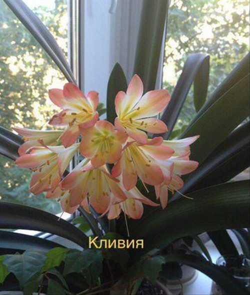 Детка кливии