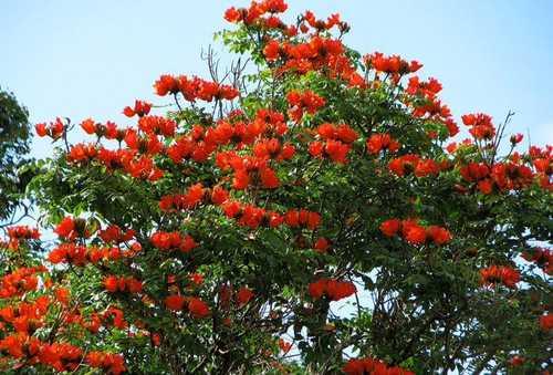 Тюльпановое дерево и др. саженцы