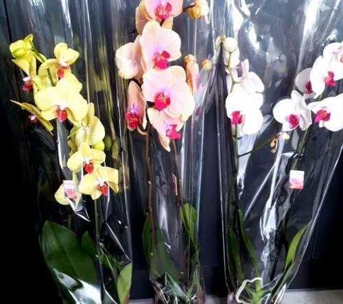 Набор орхидеи спб 964067 Желтая Белая Персиковая