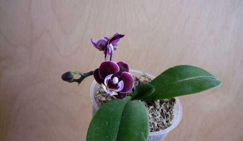 Орхидея фаленопсис Phal. Younghome Coco