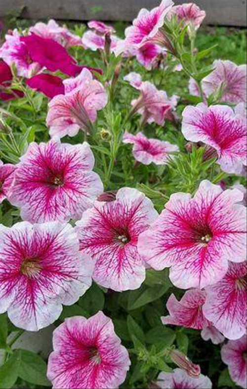 Петунии ампельные