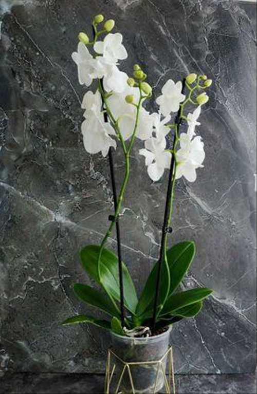 Орхидея Фаленопсис Биглип