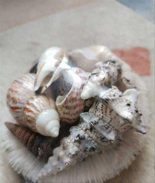 Сувенир с моря: морские ракушки (набор)