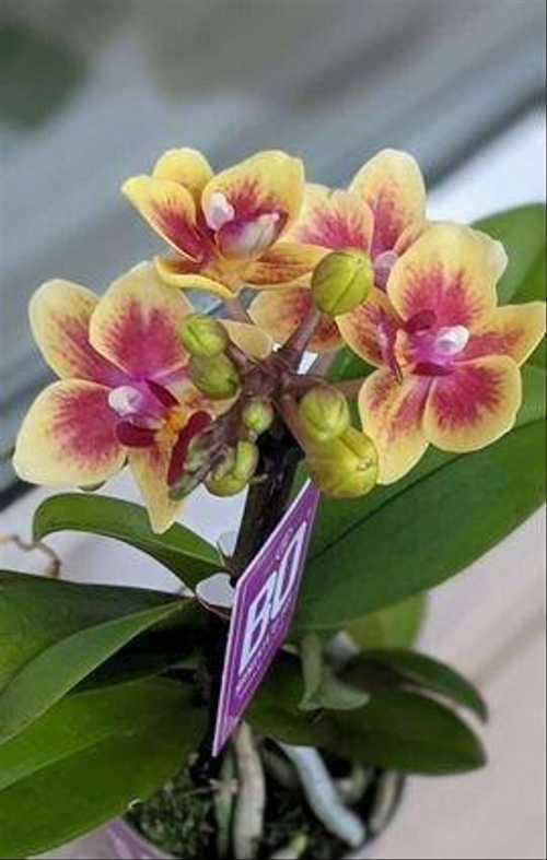 Орхидея Сого готрис