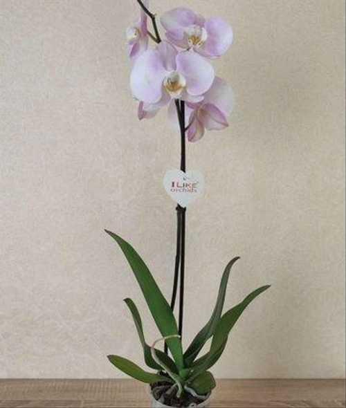 Орхидея с крупными цветами