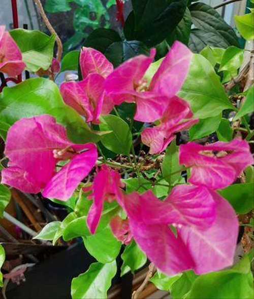 Бугинвиллия взрослый куст