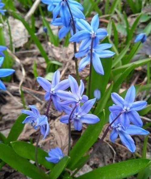 Пролеска(первоцветы) луковица