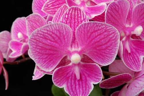 Орхидея фаленопсис YH0579 биг лип