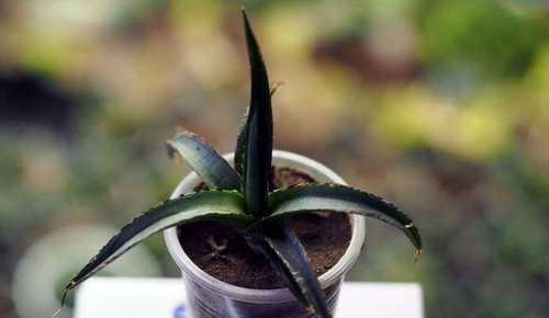 Агава (Agave Victoria reginae v compact)