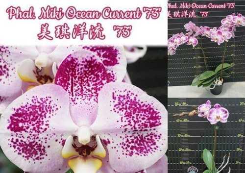 Орхидея взр Phal. Мики Океанское Течение '73 в нал