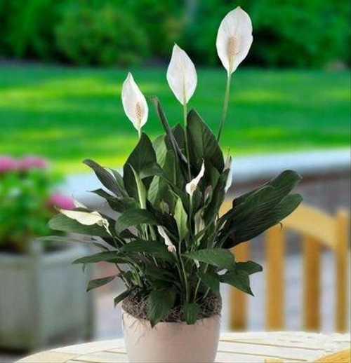 Спатифиллум Romeo Cupido/горшечные растения цветы