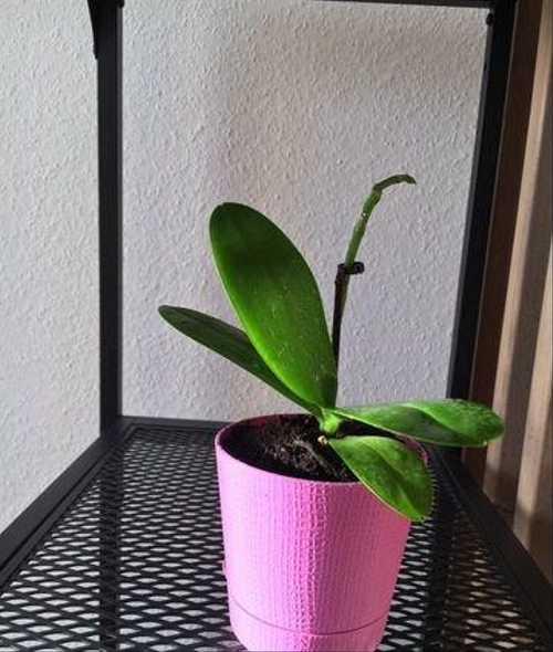 Фаленопсис мини (мини орхидея)