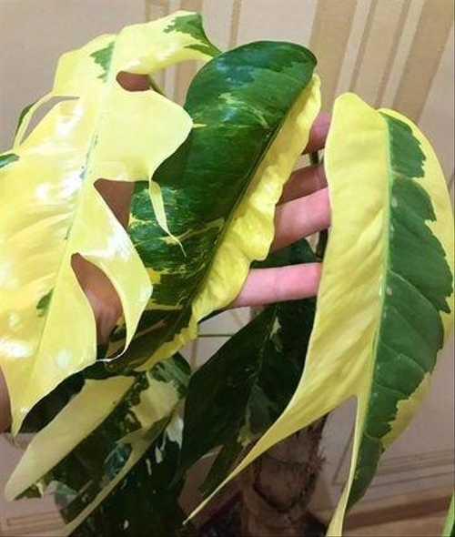 Epiprenum Pinnatum Big White var