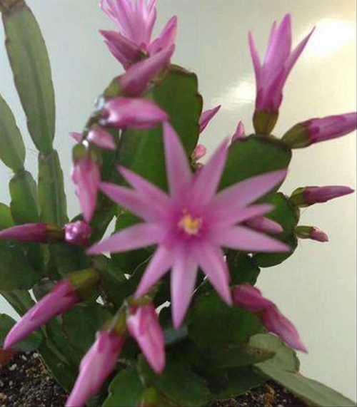 Рипсалидопсис или Пасхальник розовый