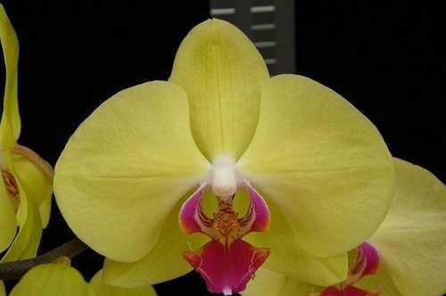 Орхидея Phal. Younghome Golden
