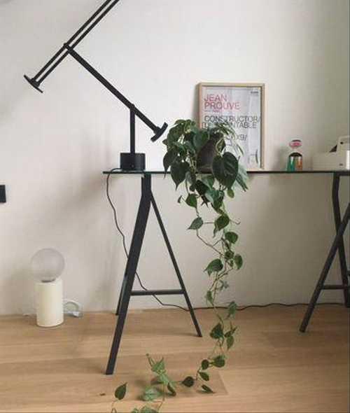 Philodendron scandens / Филодендрон сканденс