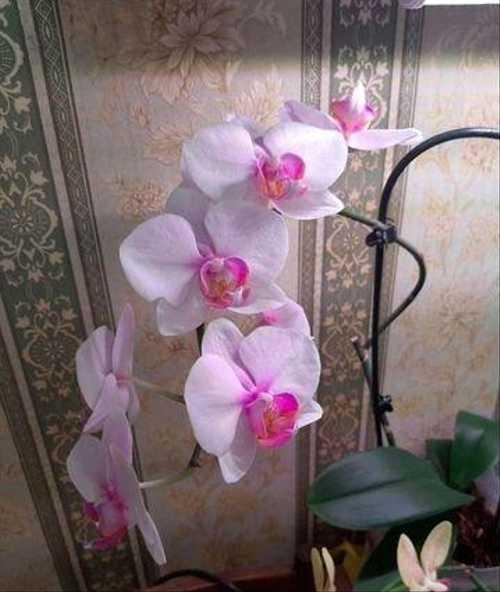 Продаю орхидею фаленопсис