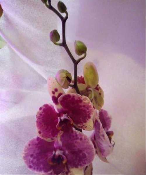 Орхидея фаленопсис экзотик пунш