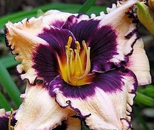 Лилейник Сабина Бауэр и много других сортов