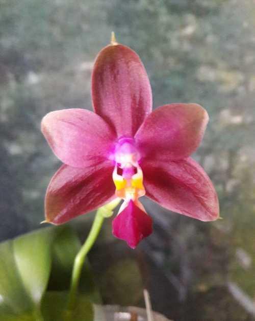 Орхидея фаленопсис цветущий